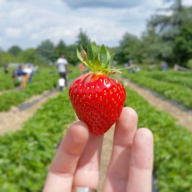 Les cueillettes autour de Paris - Parisianavores - Blog Lifestyle ...